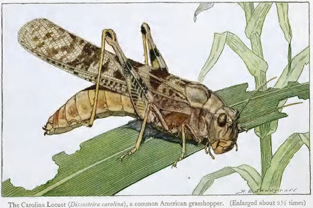 De locusts en de locus - ManagementSite