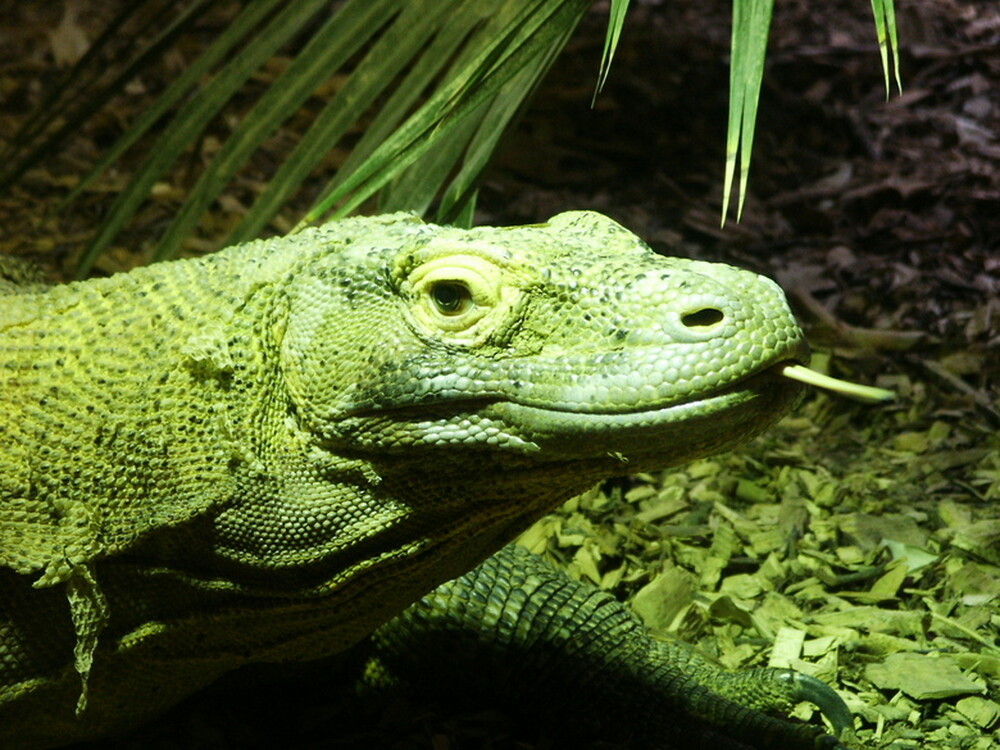 De Dove Varaan - ManagementSite