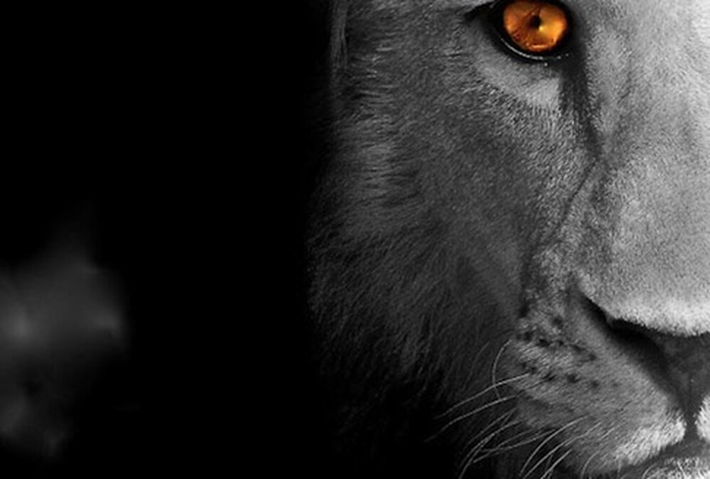 De roep om de leider - ManagementSite